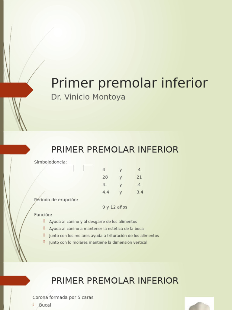 28 Primer Premolar Inferior | PDF | Boca | Diente