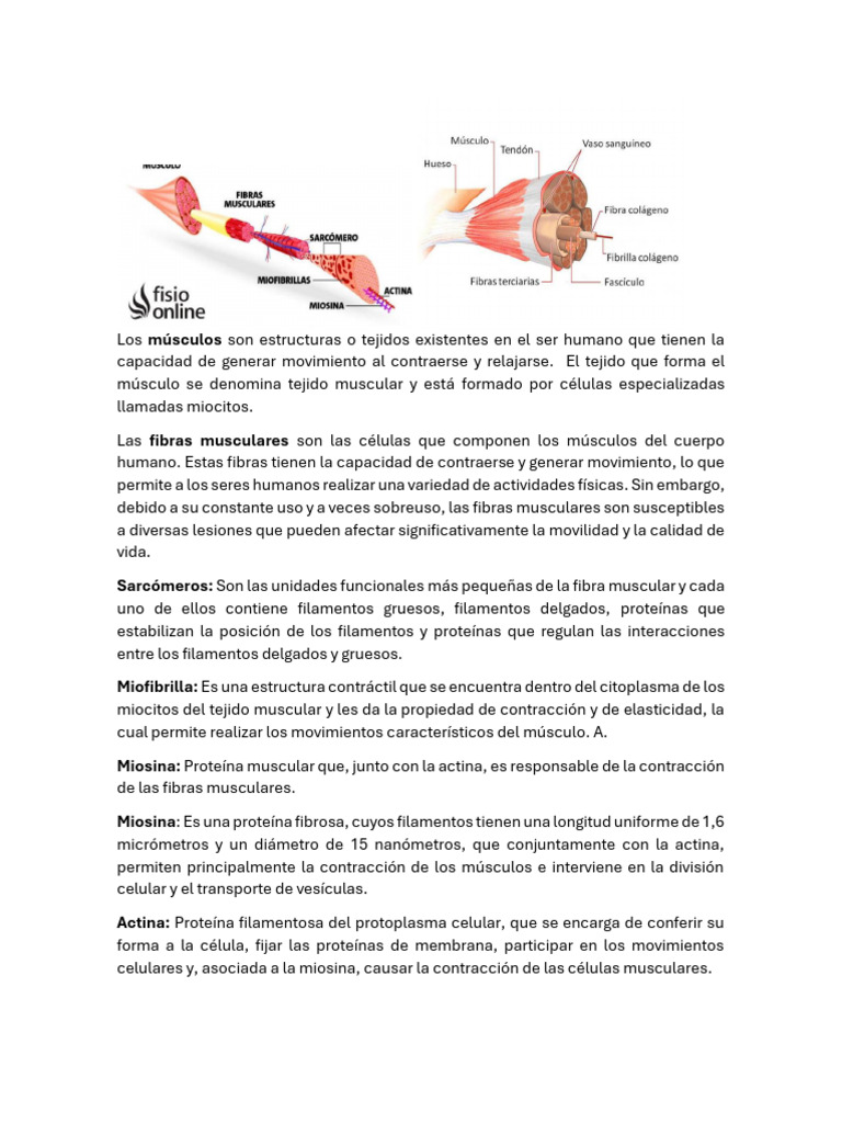 Estructura y función de los músculos humanos | PDF