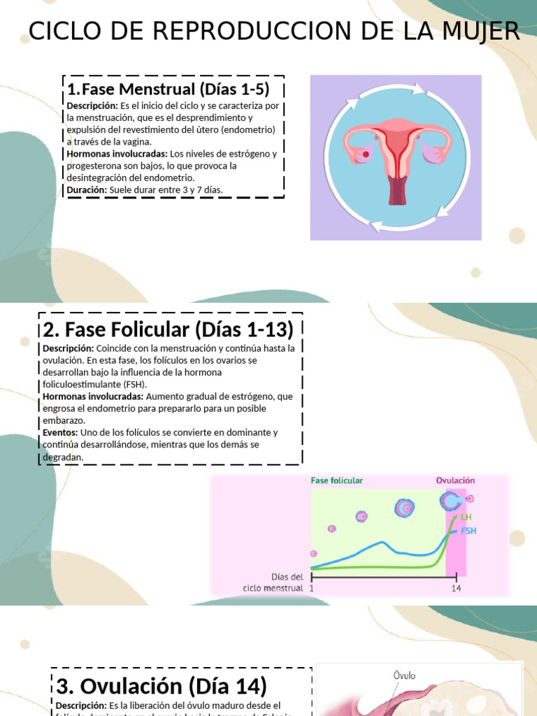 Ciclo de Reproduccion de La Mujer | PDF