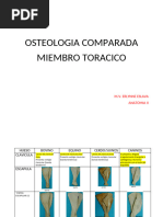 Anatomía del Húmero, Radio y Cúbito | PDF | Codo | Términos anatómicos ...