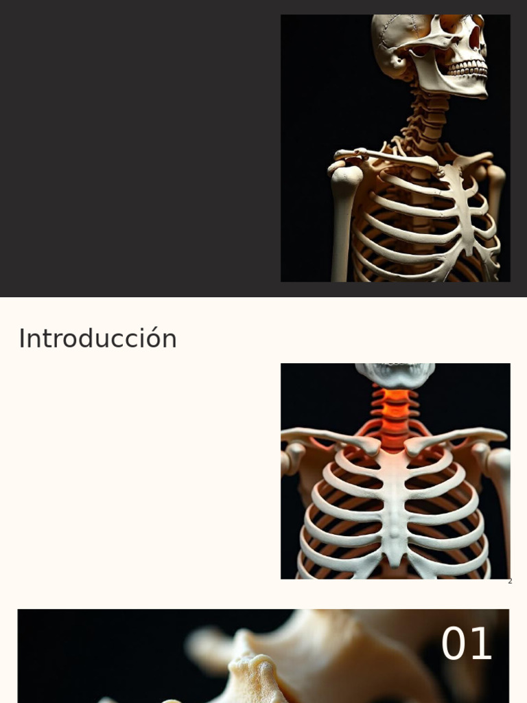 pptx | PDF | Esqueleto | Mano