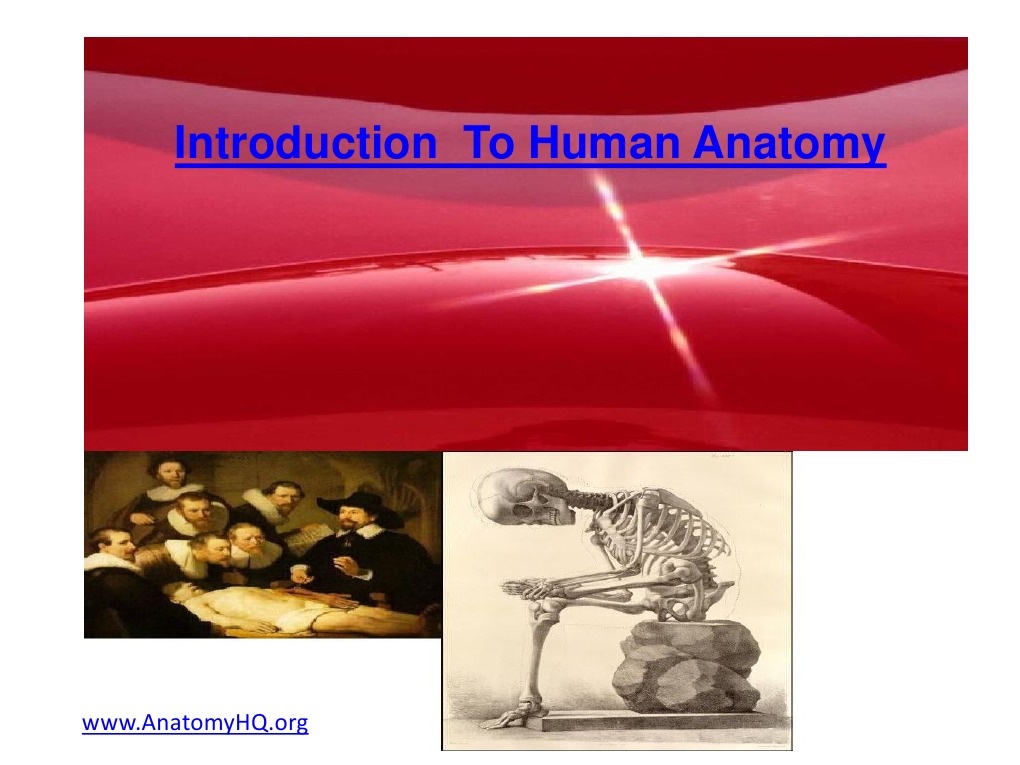 Basic Anatomical Terminology | Download Free PDF | Anatomical Terms Of ...