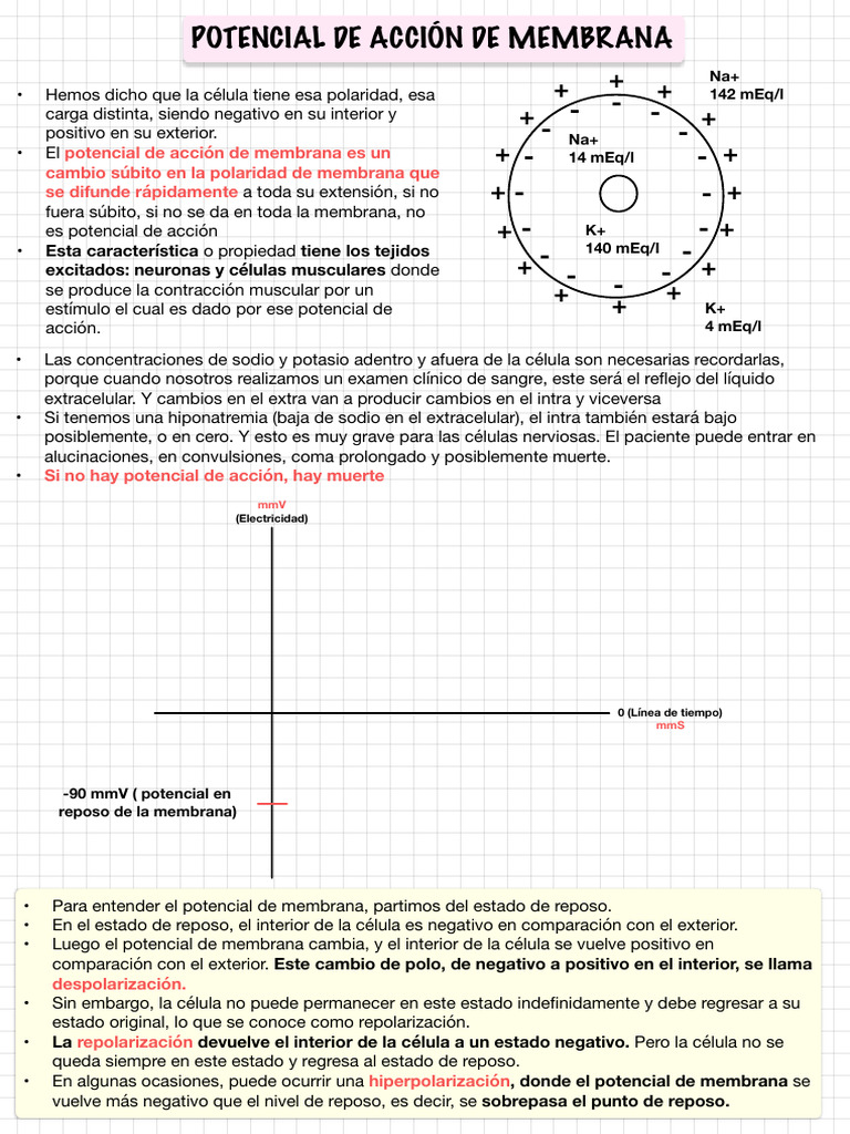 Fisio para Leccion 2 Completo | PDF | Músculo | Potencial de acción