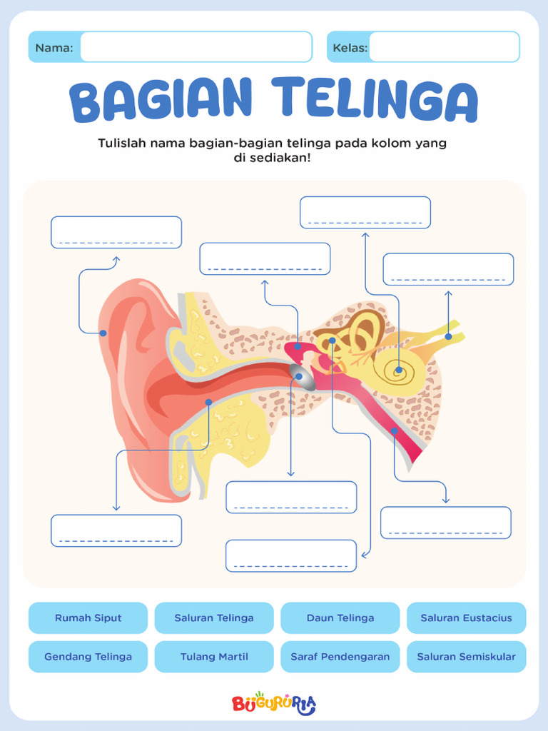 Bagian Telinga | PDF