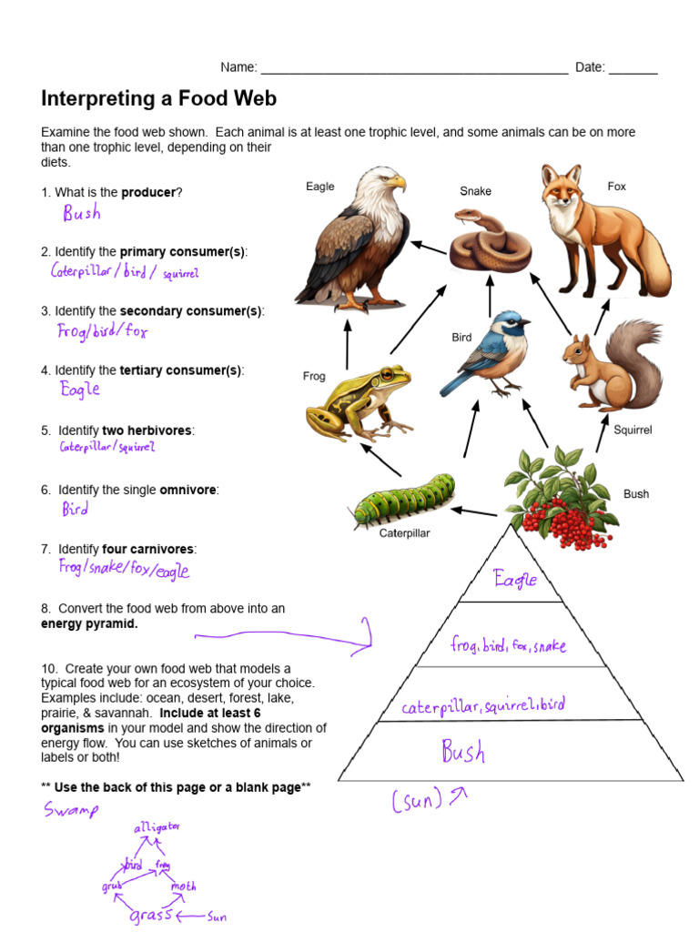 Interpreting Food Webs and Energy Pyramids | PDF