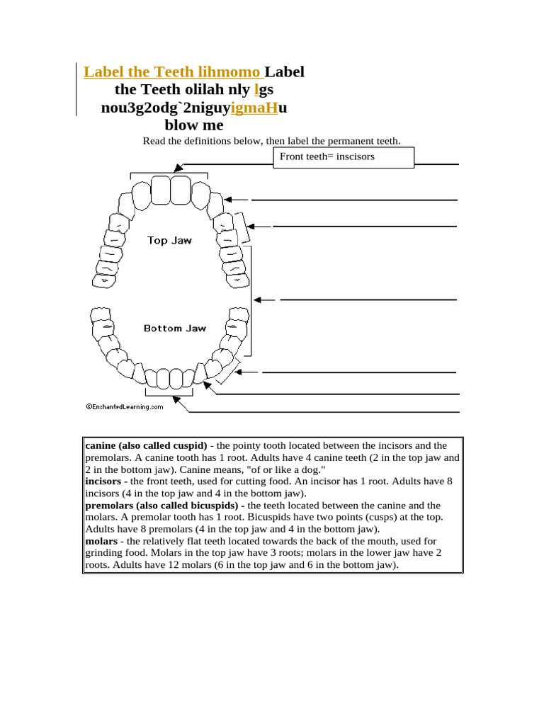 Label The Teeth - 2 | PDF