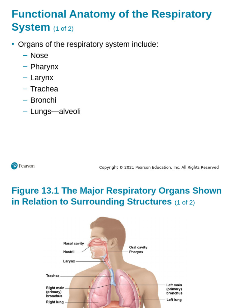 Essentials of The Respiratory System | PDF | Respiratory Tract | Lung