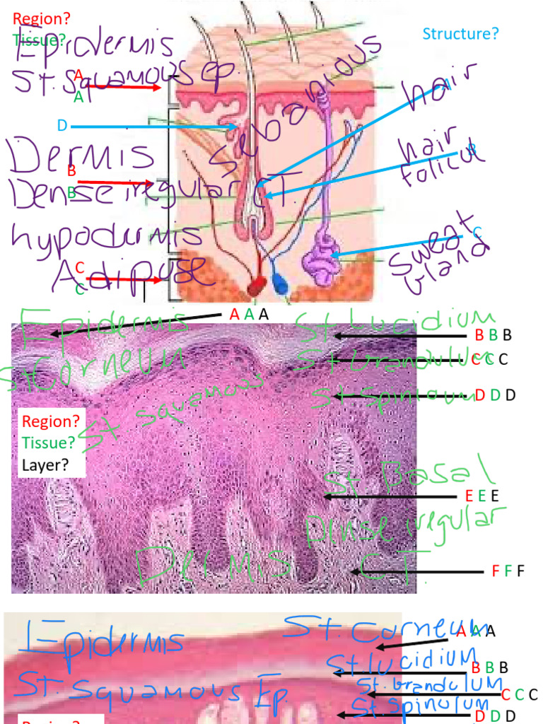 Integumentary Practice | PDF