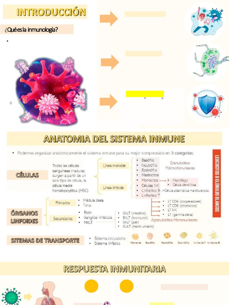 Inmunitario Modificado@gboy2025 | PDF | Sistema complementario | Sistema inmune