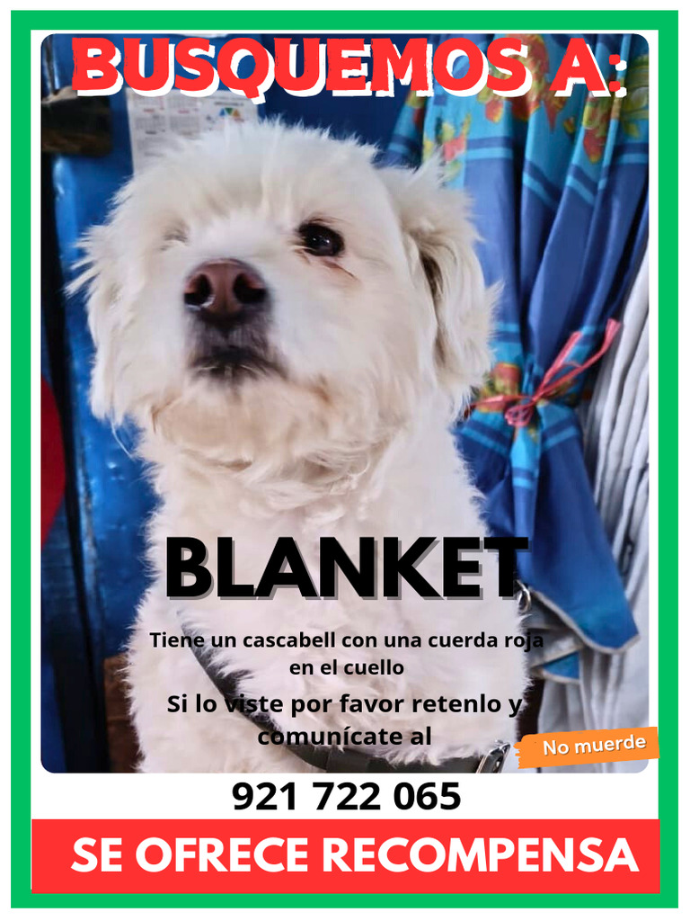 Flyer Se Busca Mascota Perdida Fotográfico Blanco y Rojo_20241022 ...