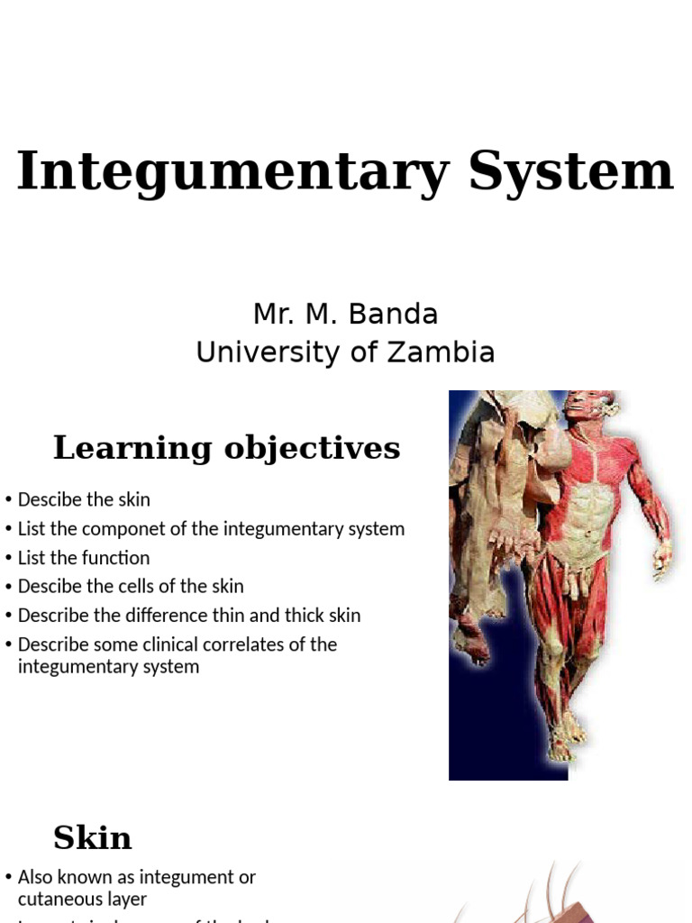 13.integumentary System | PDF | Integumentary System | Skin