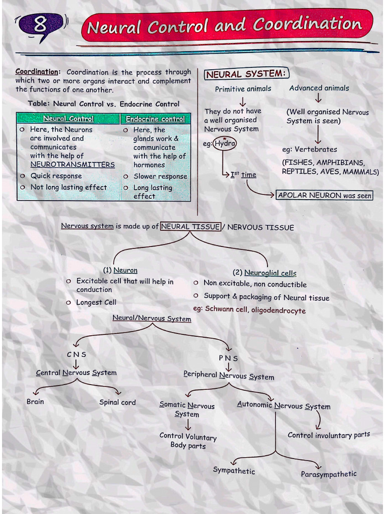 Neural Control and Coordination | PDF