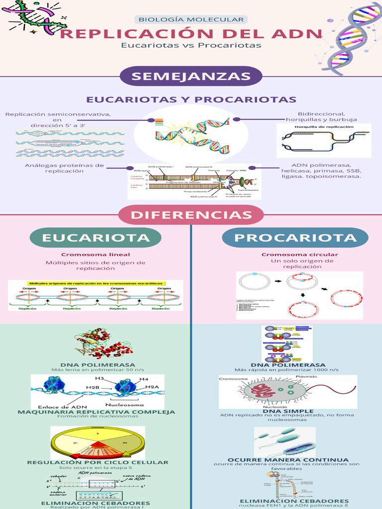 Replicación adn | PDF