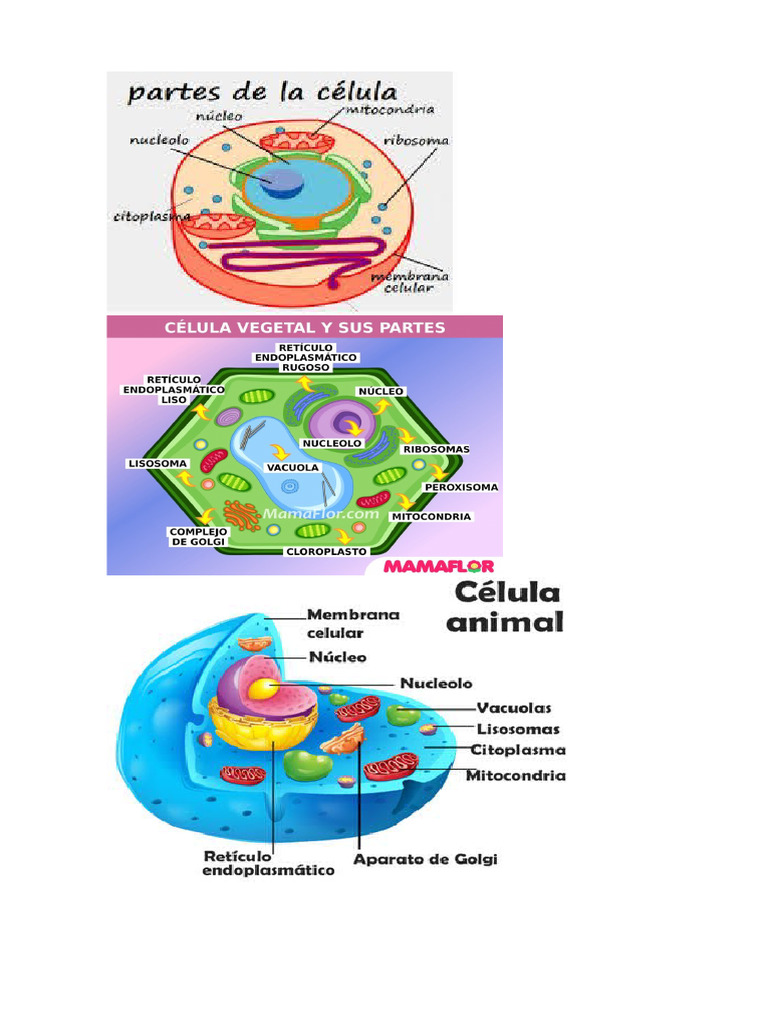 Partes de la Célula Humana | PDF | Retículo endoplásmico | Citoplasma