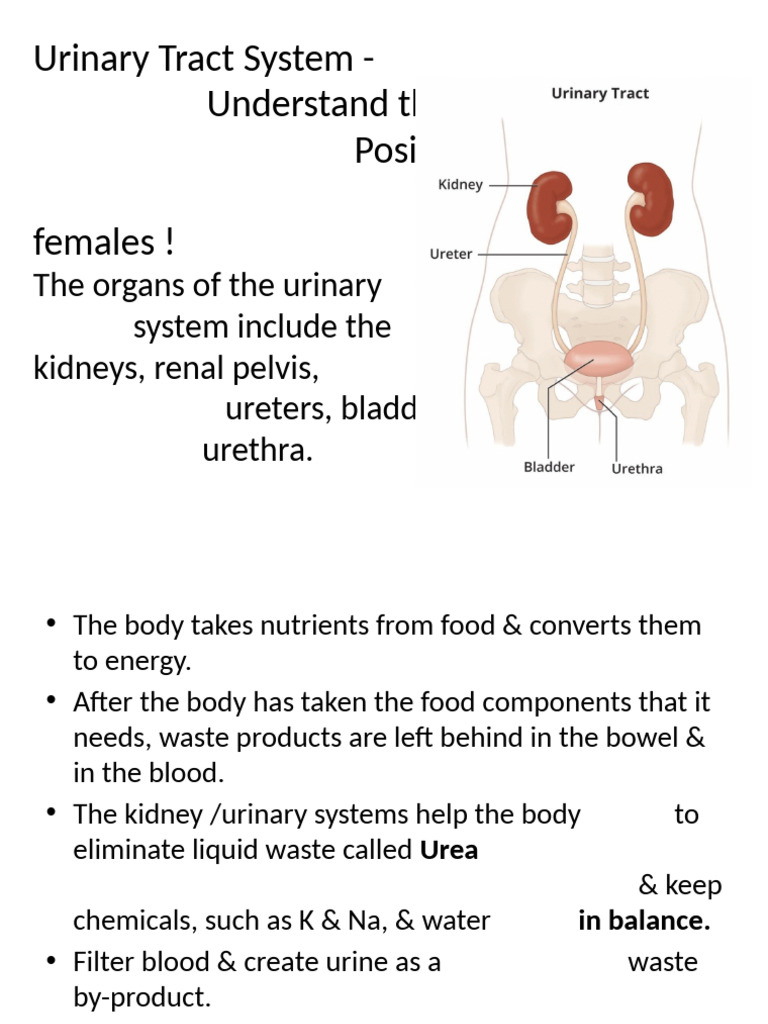 1.4 Urinary Tract System | PDF | Urinary Tract Infection | Urinary System