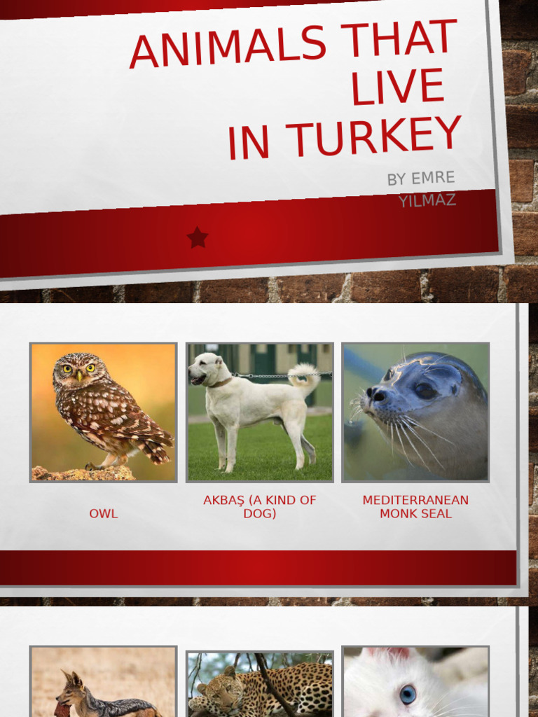 Kind of Animals in Turkey | PDF | Deer | Zoology