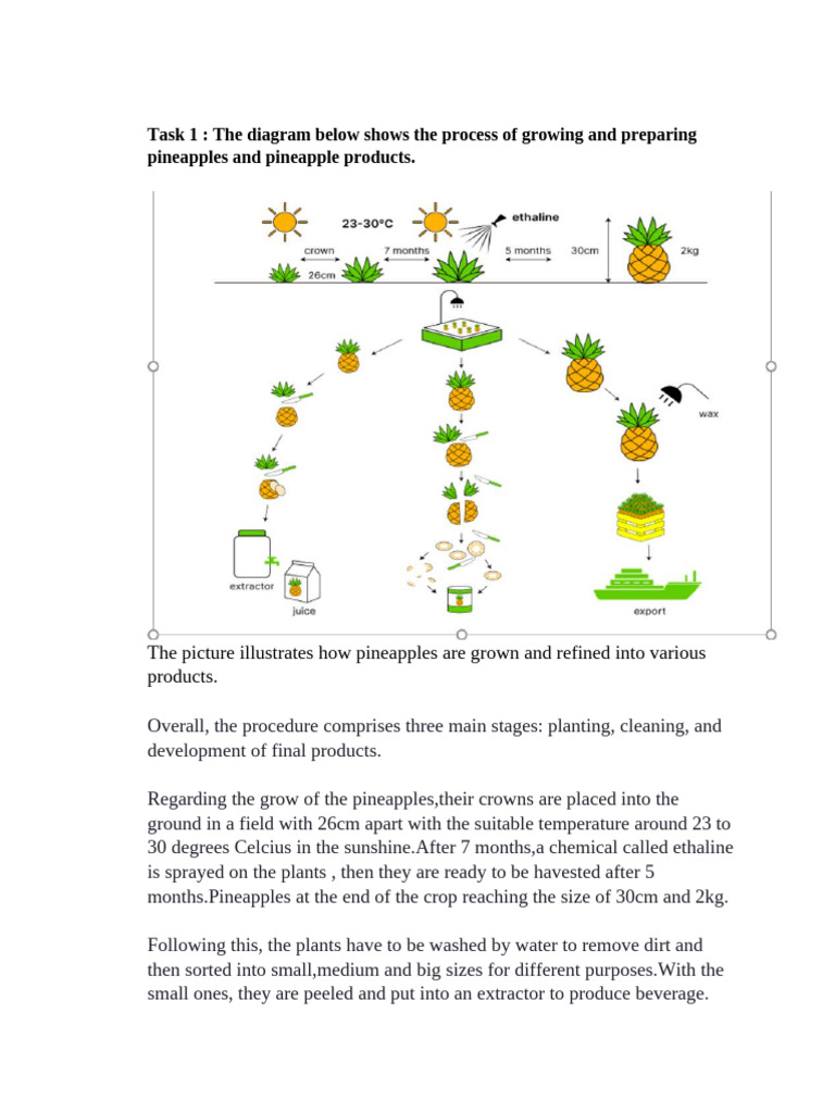 Pineapple Production Process Explained | PDF | Pineapple