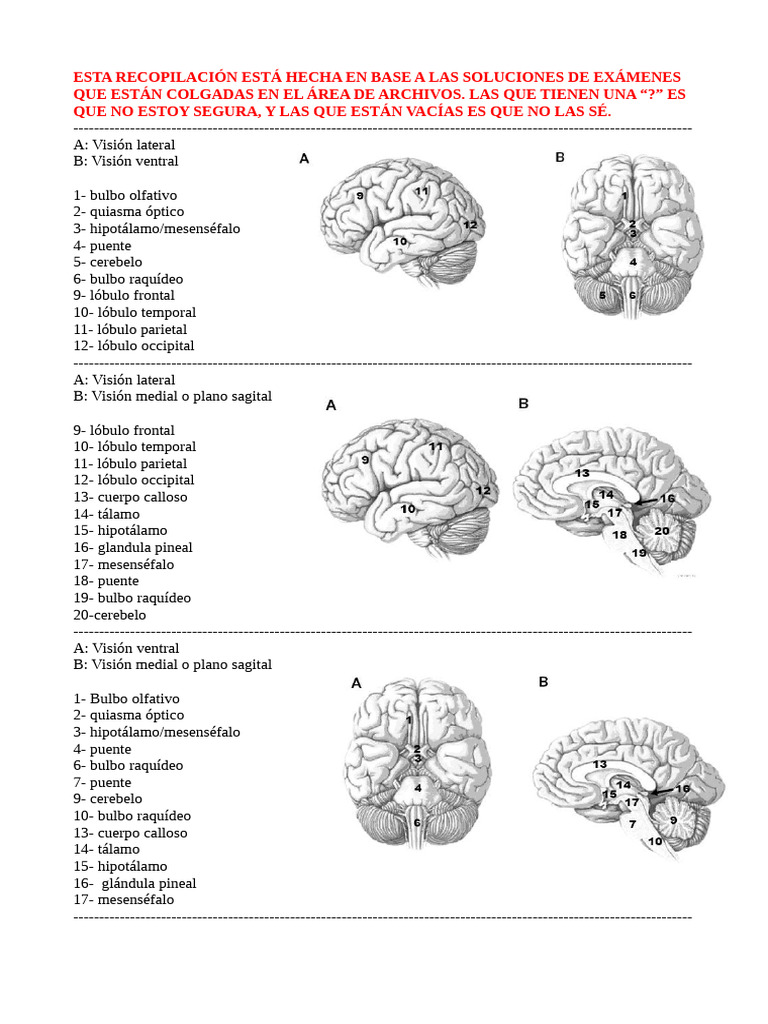 Anatomía y Protección del Sistema Nervioso | PDF | Sistema nervioso ...