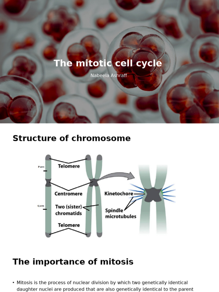 The mitotic cell cycle | PDF | Mitosis | Cell Potency