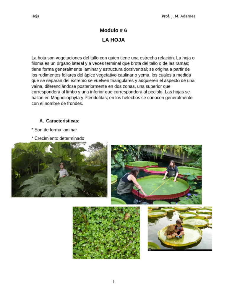 Estructura y Función de la Hoja | PDF | Hoja | Tallo de la planta
