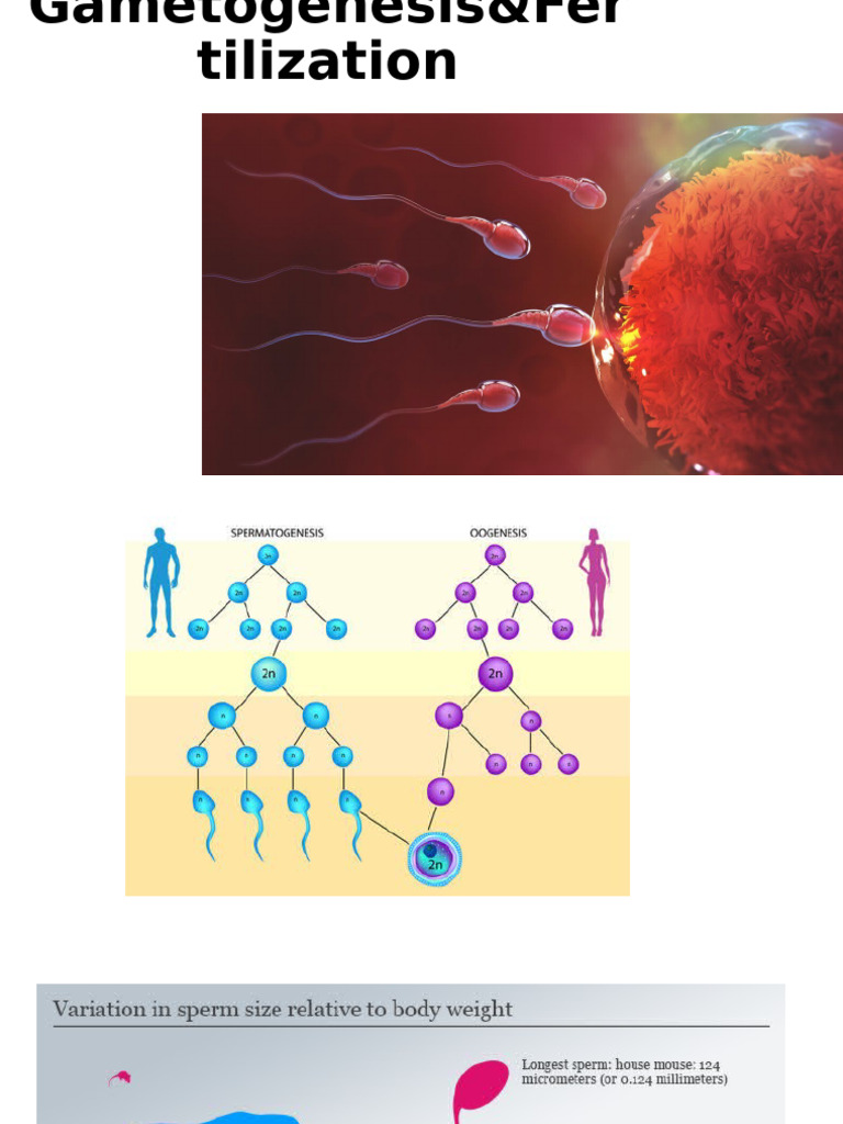 Gametogenesis Fertilization | PDF | Meiosis | Fertilisation