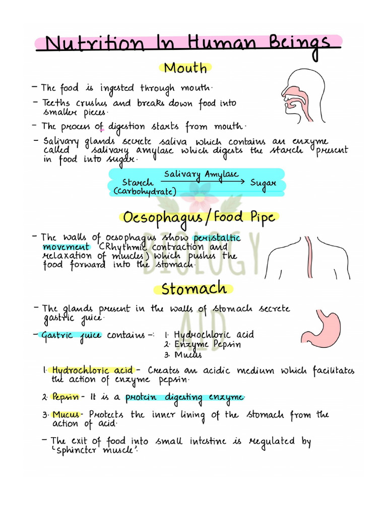 Biology Aid Life Processes Notes | PDF