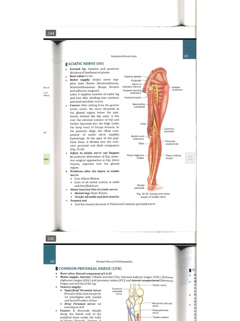 Sciatic Nerve | PDF