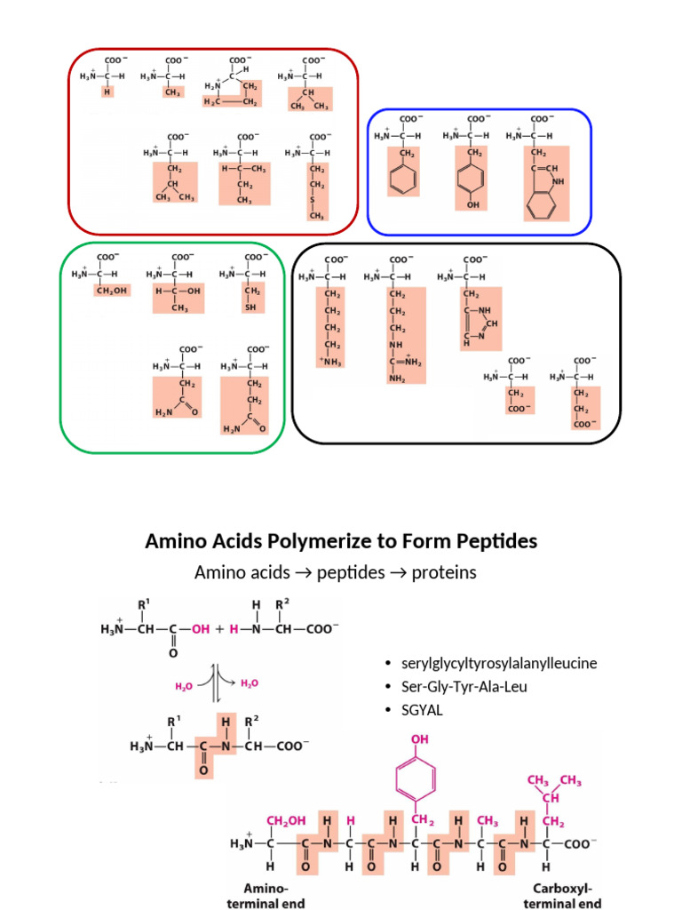 Understanding Protein Structure and Function | PDF | Beta Sheet | Collagen