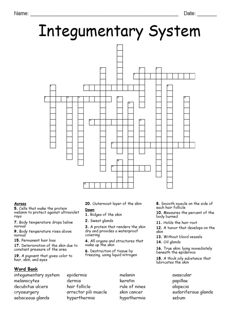 Integumentary System Activity | PDF | Skin | Integumentary System