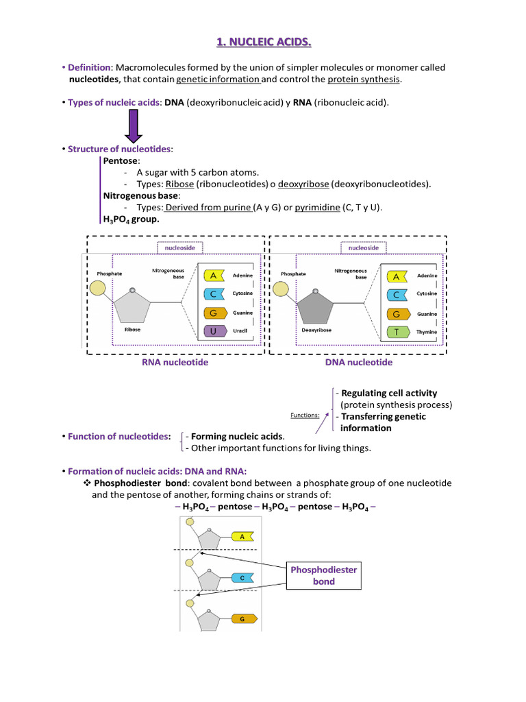 1 NUCLEIC ACID | PDF
