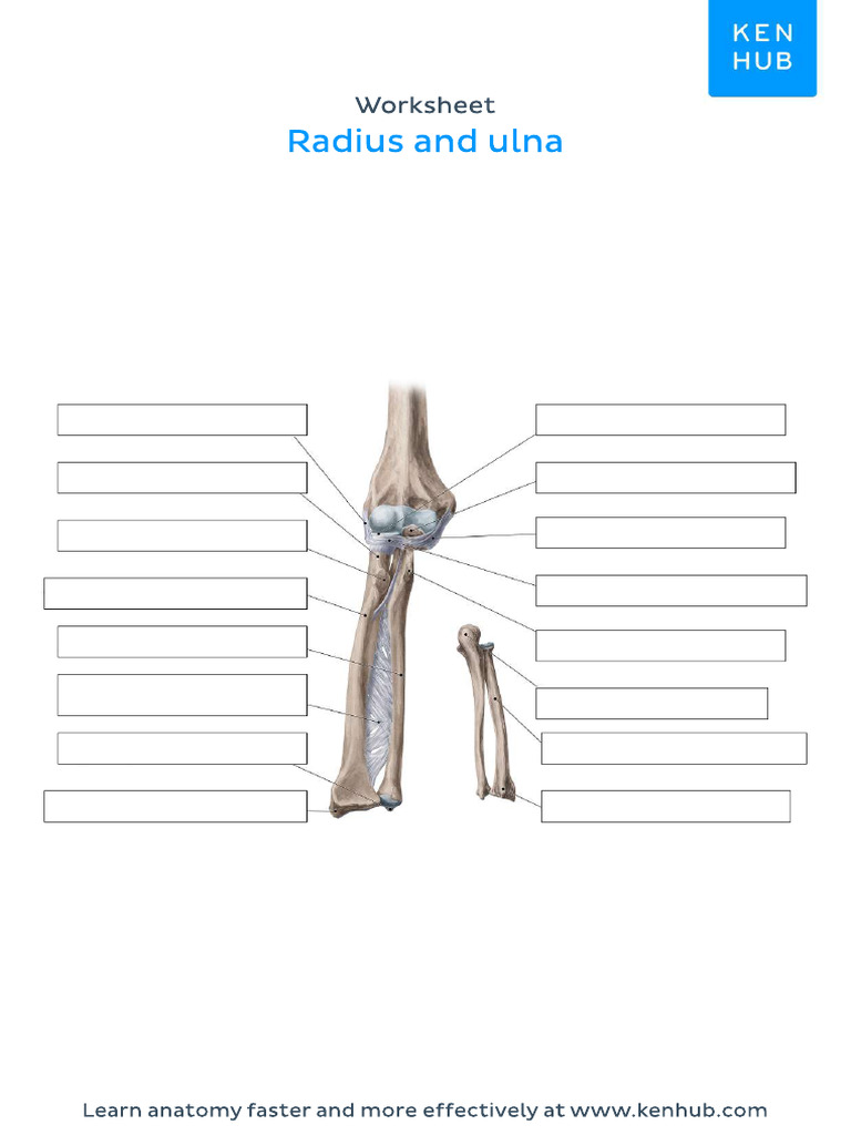 Upper Limb Anatomy Worksheets | PDF