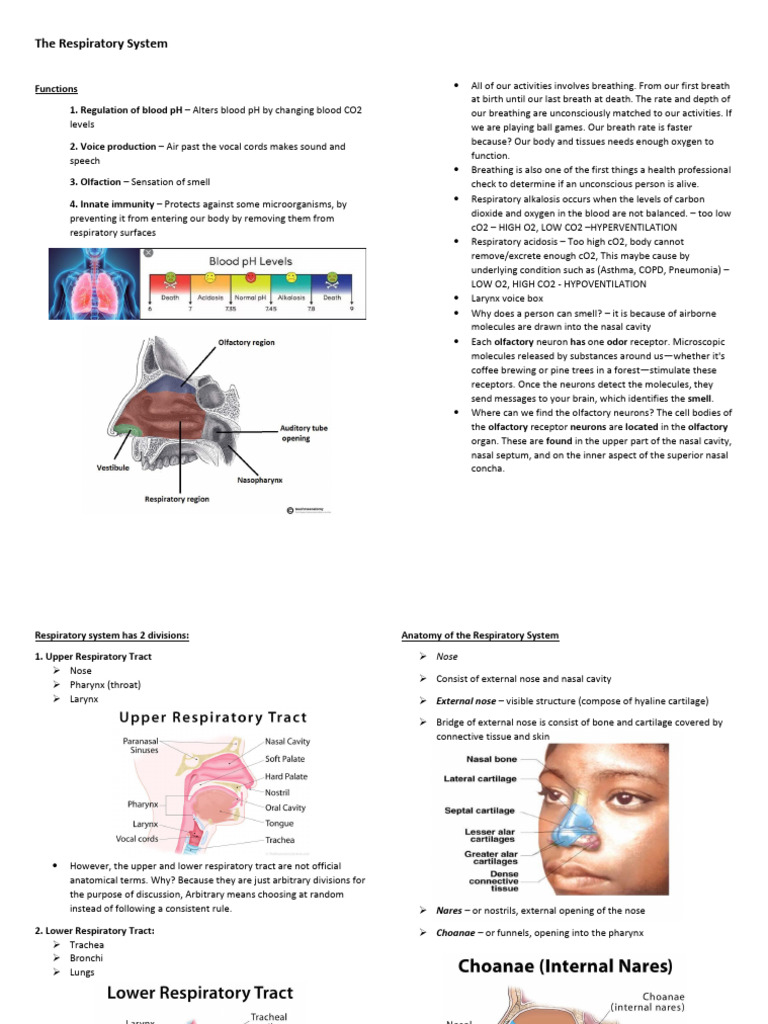 Anaphy Finals Reviewer | PDF | Lung | Respiratory Tract