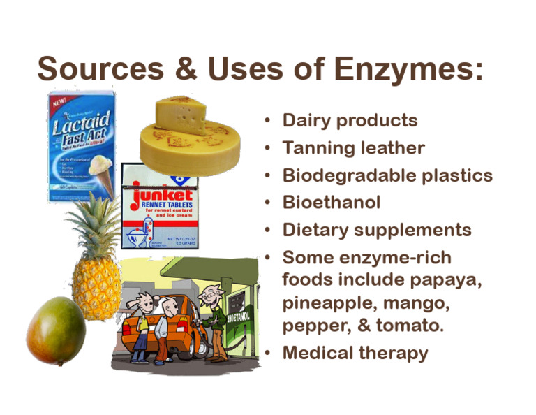 05 Sources Uses Enzymes | PDF
