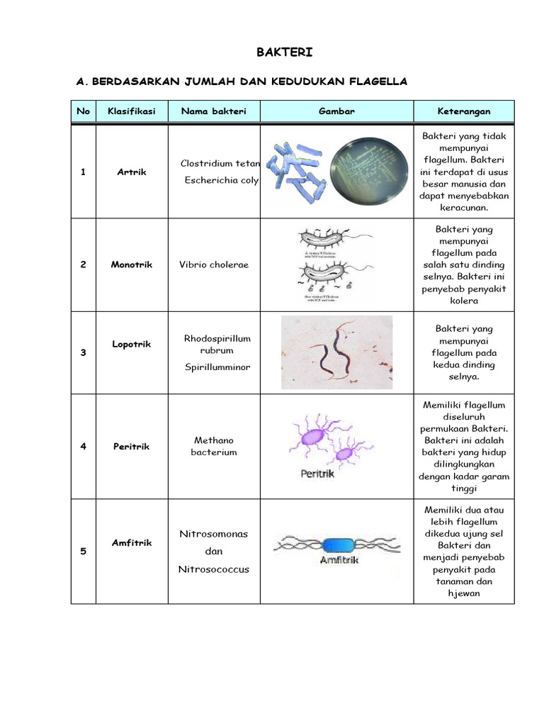 Macam macam bakteri | PDF