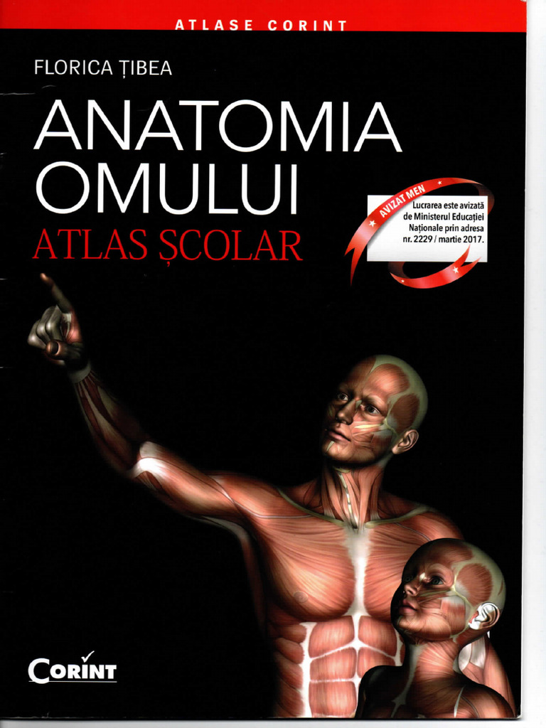 Anatomia Omului - Atlas Scolar - Florica Tibea - Corint | PDF