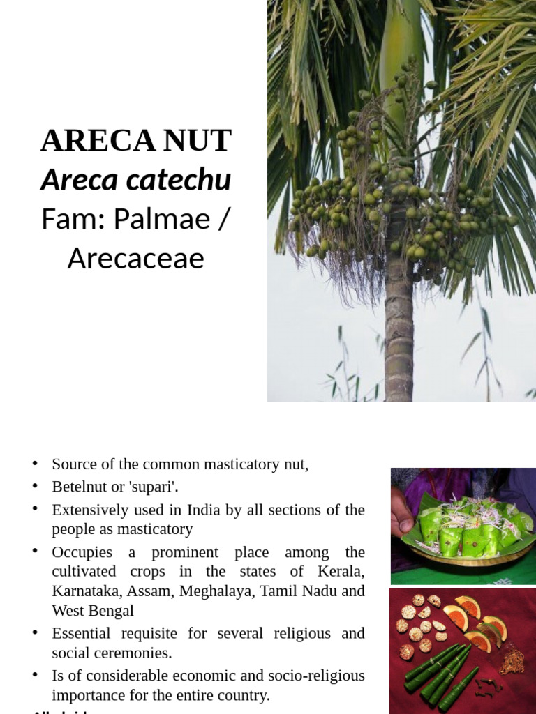 Arecanut Production | PDF | Botany | Plants