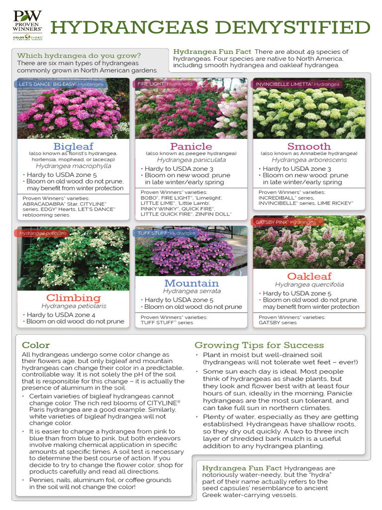 Types and Care of Hydrangeas | PDF | Botany | Plants