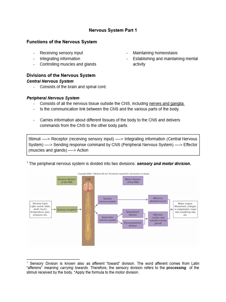 Nervous Part 1 Annotated | PDF | Myelin | Chemical Synapse
