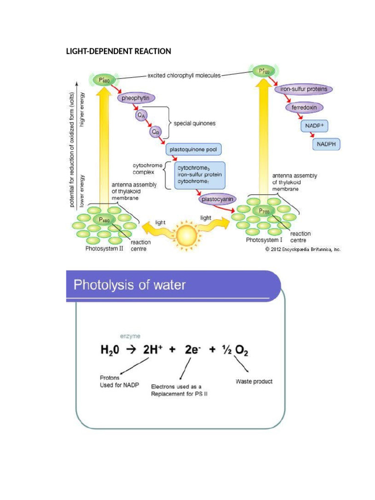 Light & Dark Rxn Figs | PDF
