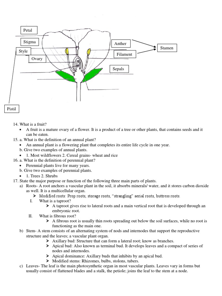Biology Written Section | PDF | Plants | Photosynthesis