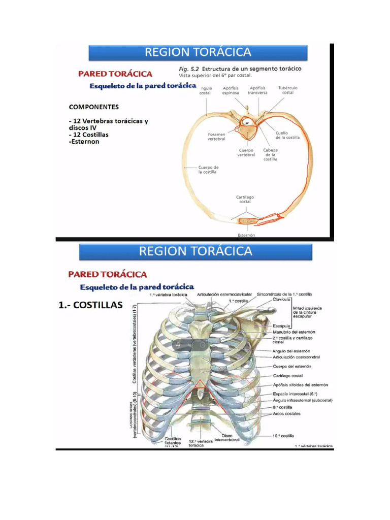 Espacios Intercostales Explicados | PDF