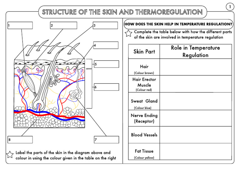 GCSE Biology Skin Structure Worksheet | PDF