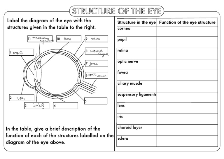 GCSE Structure of The Eye Worksheet 1 | PDF