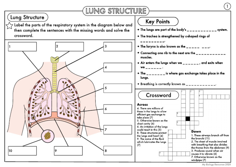 GCSE Lung Structure WS 2 | PDF