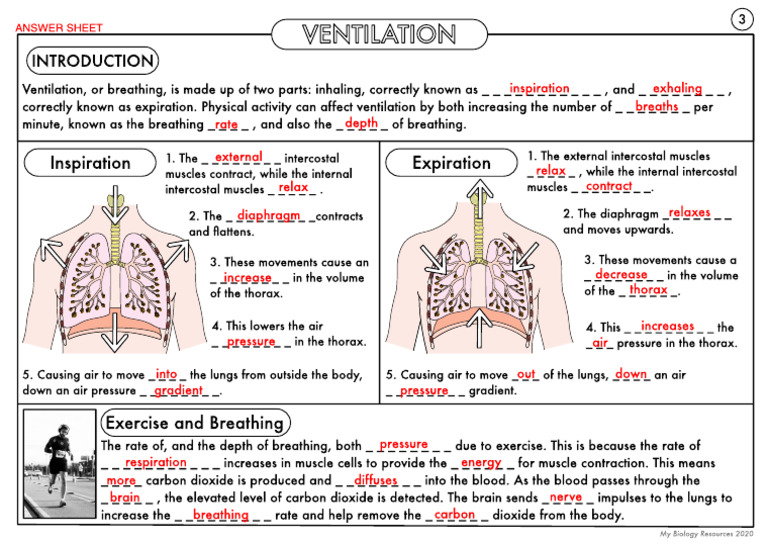 GCSE Biology Ventilation MS 3 | PDF