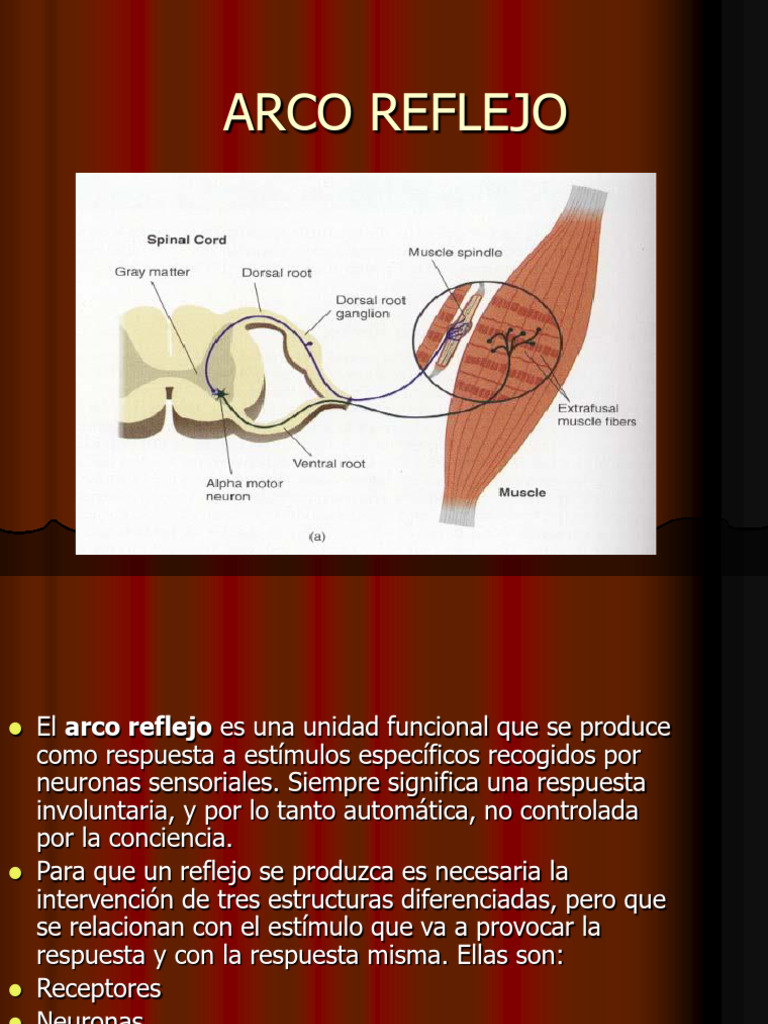 Arco Reflejo: Funcionamiento y Tipos | PDF | Sistema nervioso ...