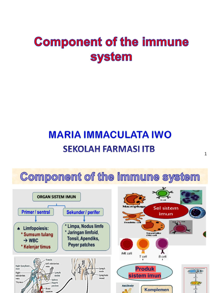 Immune System: Lymphoid Organs Overview | PDF | T Cell | Lymphatic System