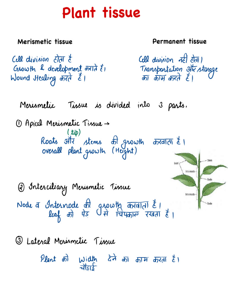 Plant Tissue Types and Functions Explained | PDF | Tissue (Biology ...