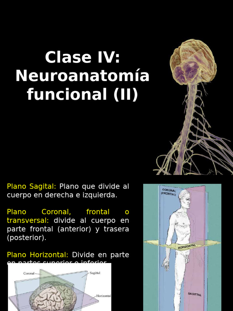 Neuroanatomía Funcional: Estructuras y Funciones | PDF | Cerebro ...
