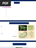 Schéma et structure du chloroplaste | PDF